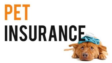 What Is Pet Insurance | DinoAnimals.com