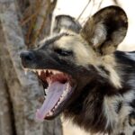 African wild dog | DinoAnimals.com