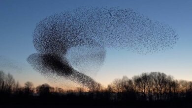Aerial dance of starlings – how birds avoid collisions in flight ...
