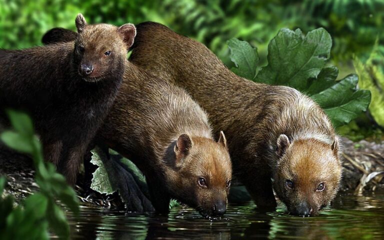 Bush dog (Speothos venaticus) | DinoAnimals.com