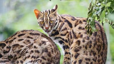 Leopard cat (Prionailurus bengalensis) | DinoAnimals.com