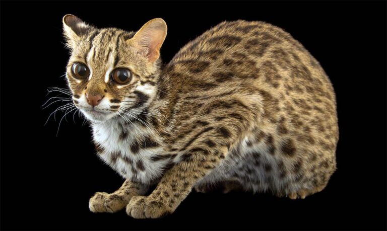 Leopard cat (Prionailurus bengalensis) | DinoAnimals.com