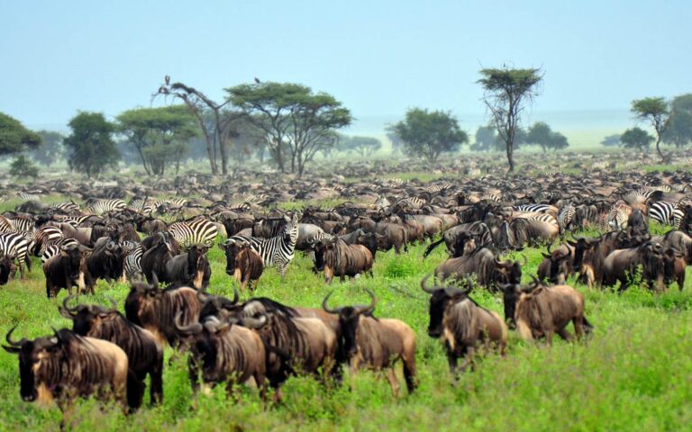 What Animal Migration Teaches Us | DinoAnimals.com