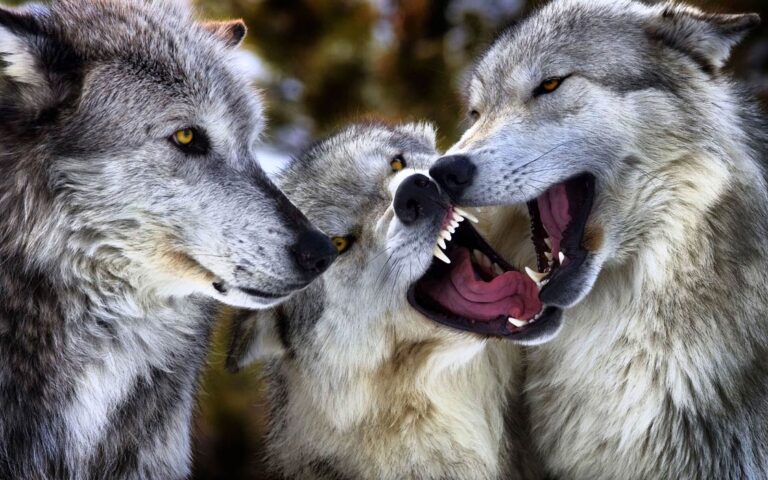 10 Fascinating Facts About Wolves | DinoAnimals.com