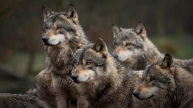 10 Fascinating Facts About Wolves | DinoAnimals.com