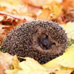 Hibernation, Estivation, Torpor in Animals | DinoAnimals.com