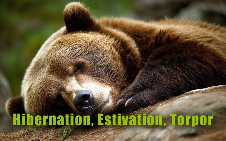 Hibernation, Estivation, Torpor in Animals | DinoAnimals.com