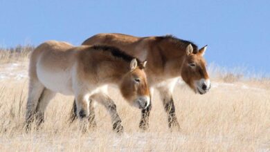 Przewalski's horse (Equus przewalskii) | DinoAnimals.com