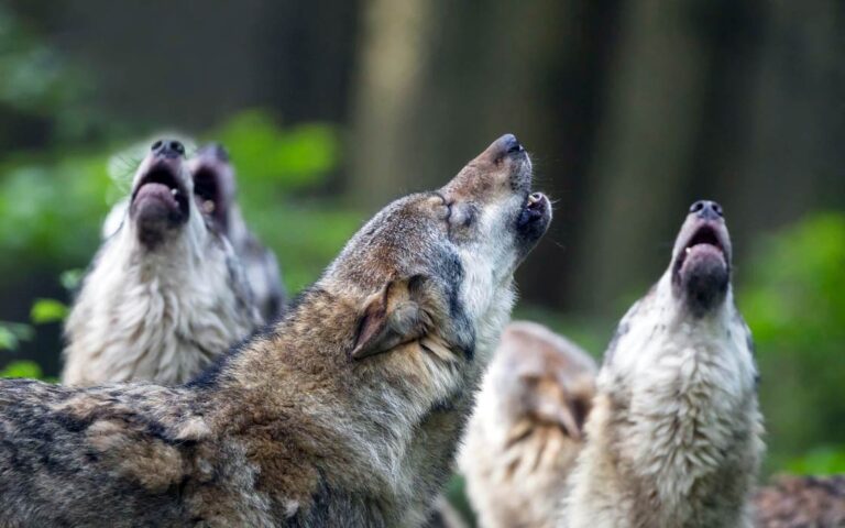 Role of the pack in wolves | DinoAnimals.com