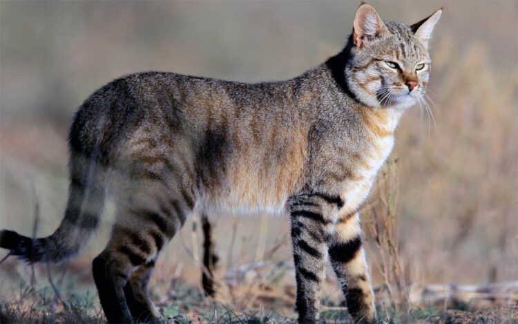 Wild cats | DinoAnimals.com