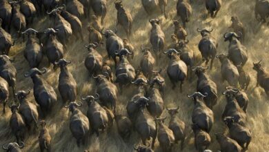 Tracking Animal Migrations With Satellite Images | DinoAnimals.com