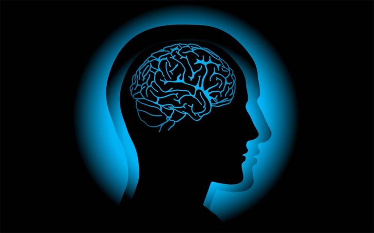 Human brain evolution | DinoAnimals.com