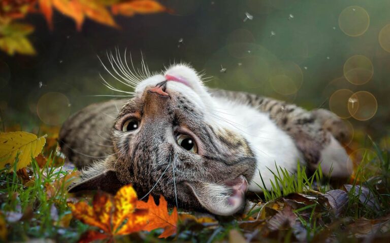 History of Cat Domestication | DinoAnimals.com