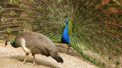 Sexual dimorphism | DinoAnimals.com