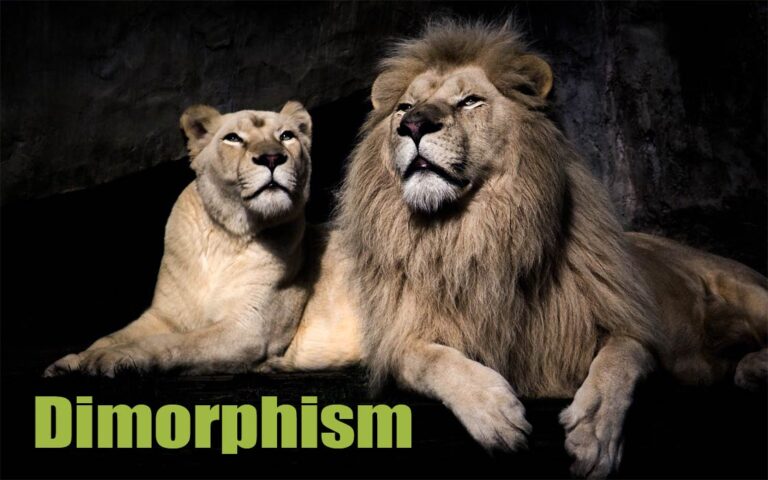 Sexual dimorphism | DinoAnimals.com