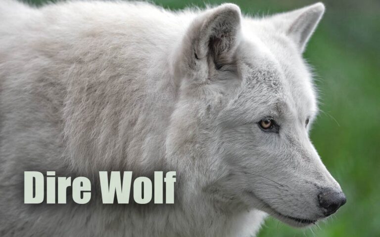 How Science Brought Back Dire Wolf | DinoAnimals.com