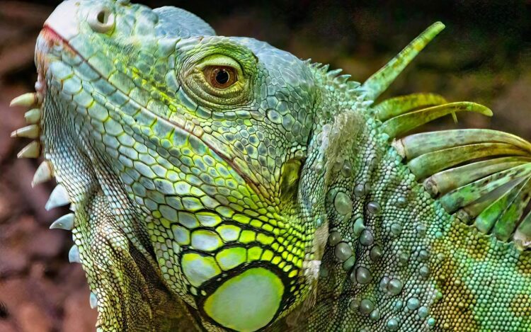 Why Do Iguanas Have Three Eyes? | DinoAnimals.com