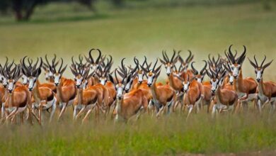 Kalahari Desert | DinoAnimals.com