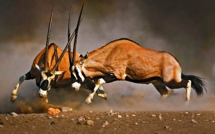 Oryx – symbol of perseverance | DinoAnimals.com