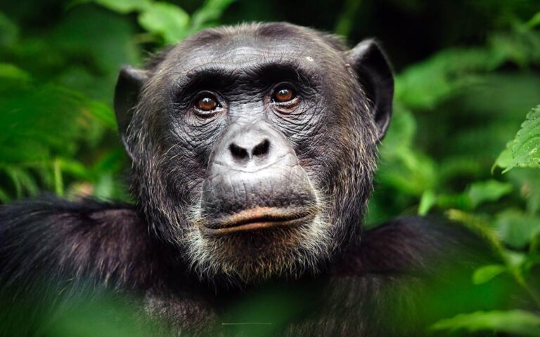 Smartest Animals on the Planet | DinoAnimals.com