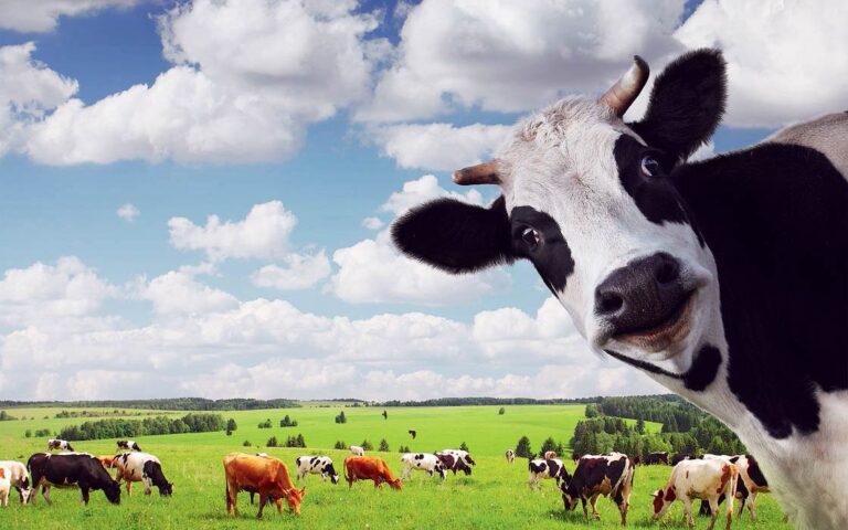 Dairy Cow | DinoAnimals.com