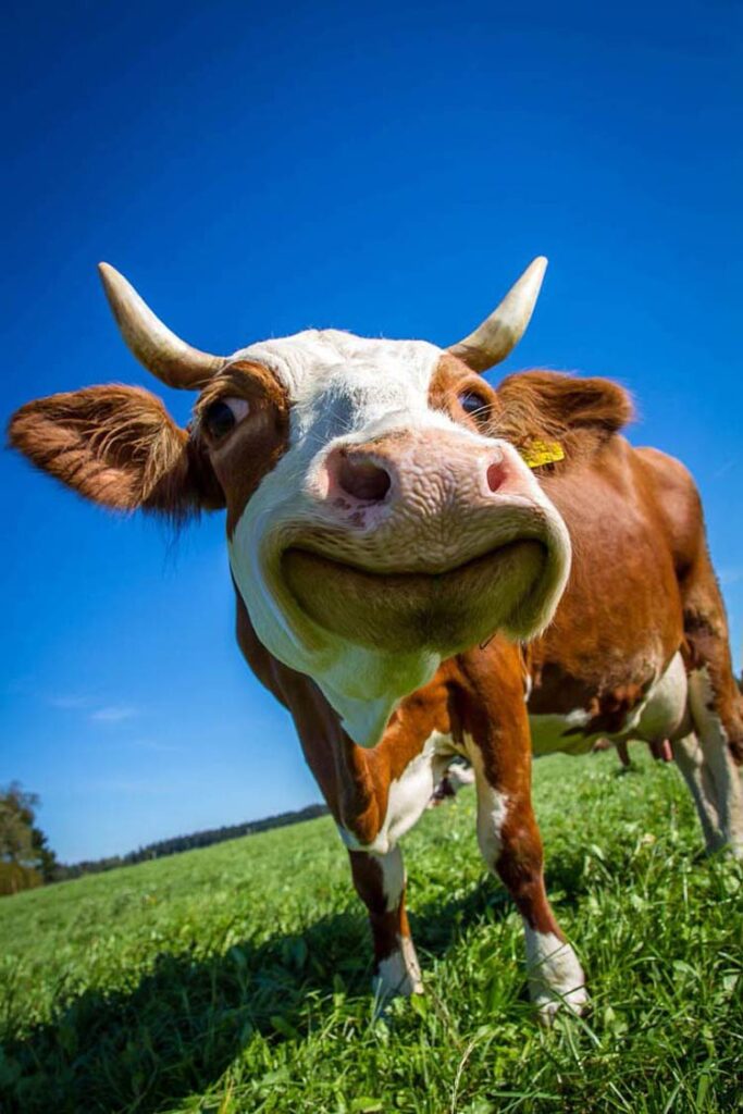 Dairy Cow | DinoAnimals.com