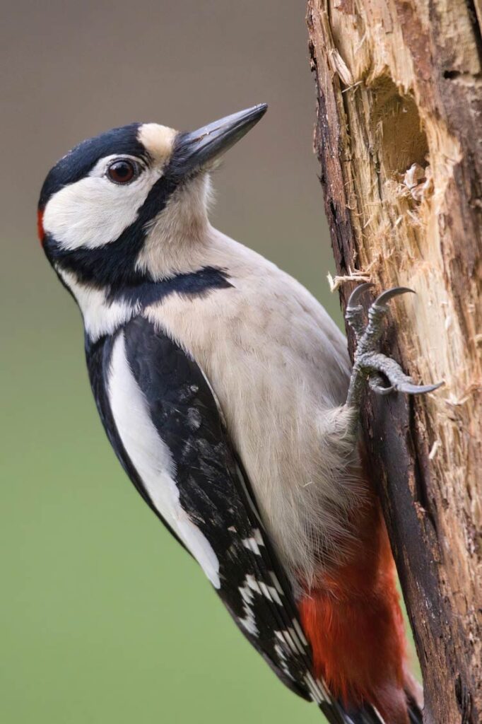 Careers in Wildlife Photography and Journalism | DinoAnimals.com