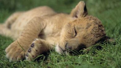 Animal Sleep | DinoAnimals.com