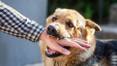 How is Dog Bite Strength Measured? | DinoAnimals.com
